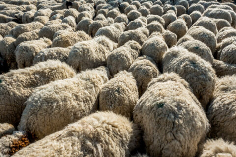 The Remarkable History and Adaptability of Merino Sheep | Simply Sheepskin